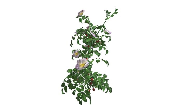 ArtStation - Dog Rose Flower #09 - High Poly Plant (3D Model) | Game Assets