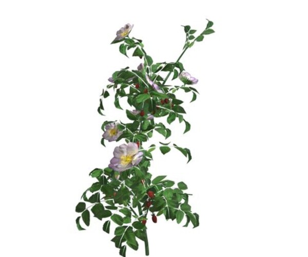 ArtStation - Dog Rose Flower #09 - High Poly Plant (3D Model) | Game Assets