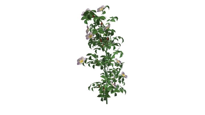 ArtStation - Dog Rose Flower #10 - High Poly Plant (3D Model) | Game Assets