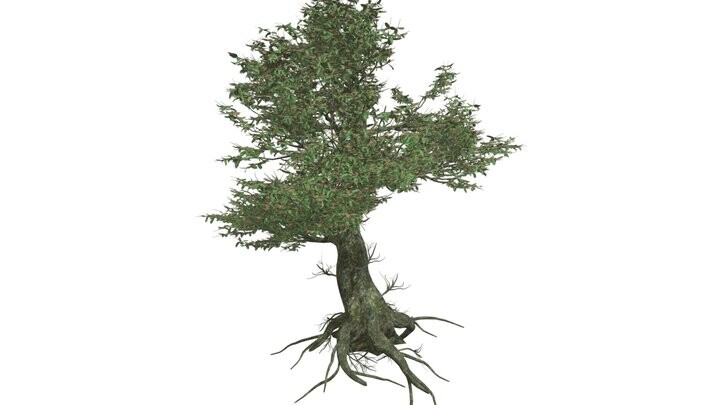 ArtStation - Kingsville Boxwood #04 - High Poly Tree (3D Model) | Game ...