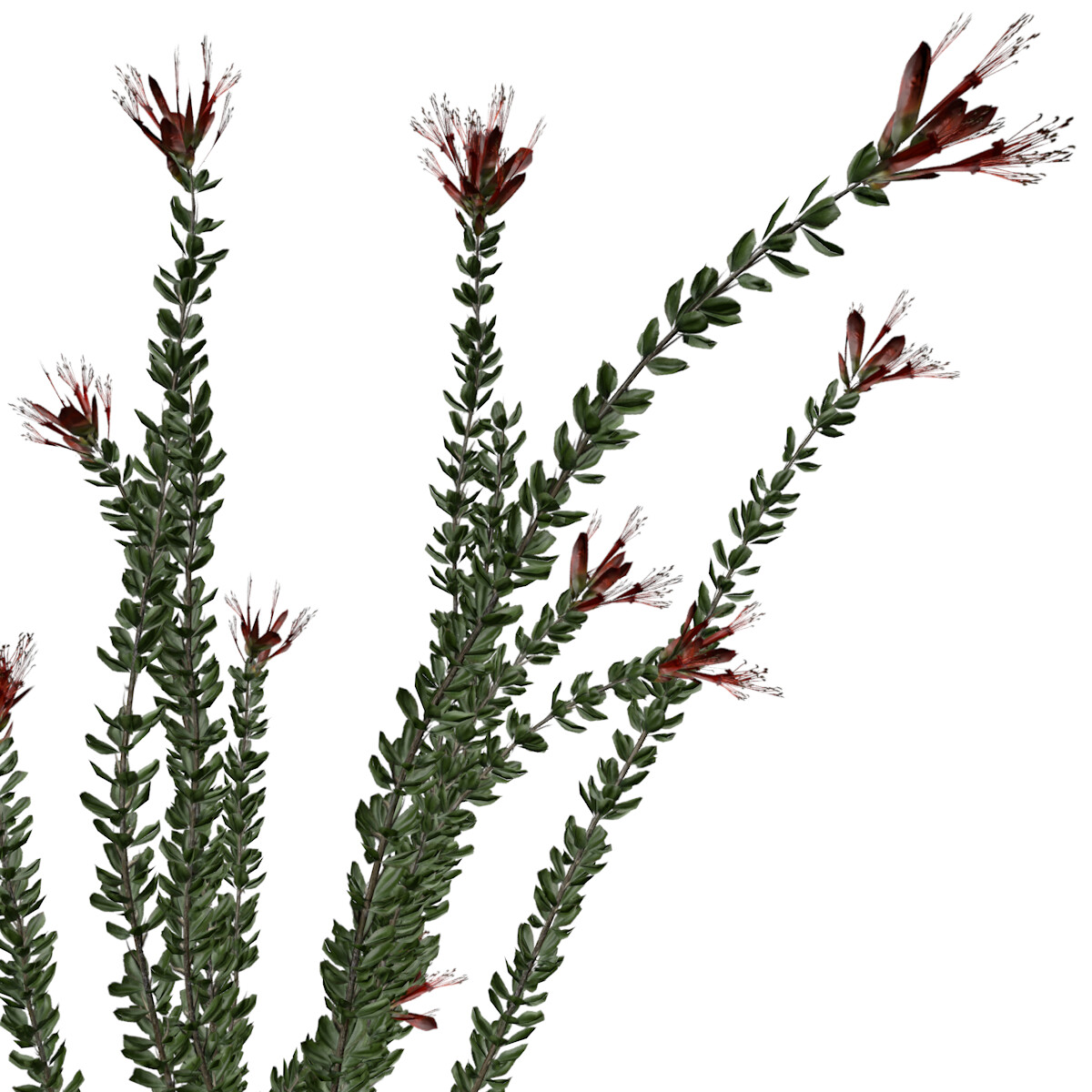 ArtStation - Ocotillo #10 - High Poly Plant (3D Model) | Game Assets