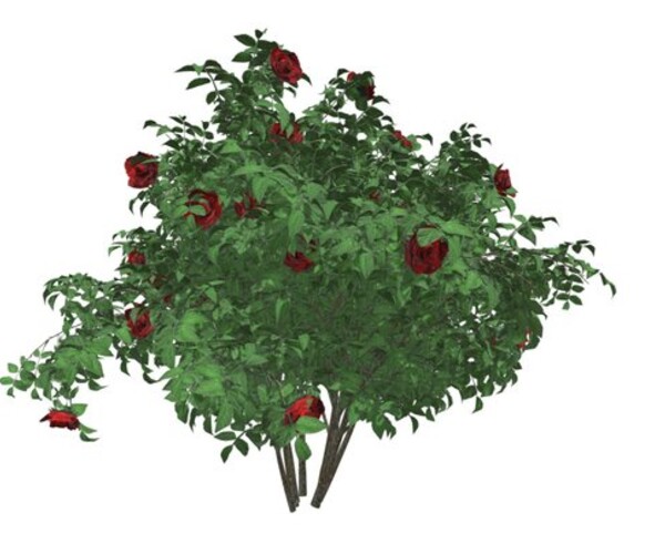 ArtStation - Red Rose Bush #05 - High Poly Plant (3D Model) | Game Assets