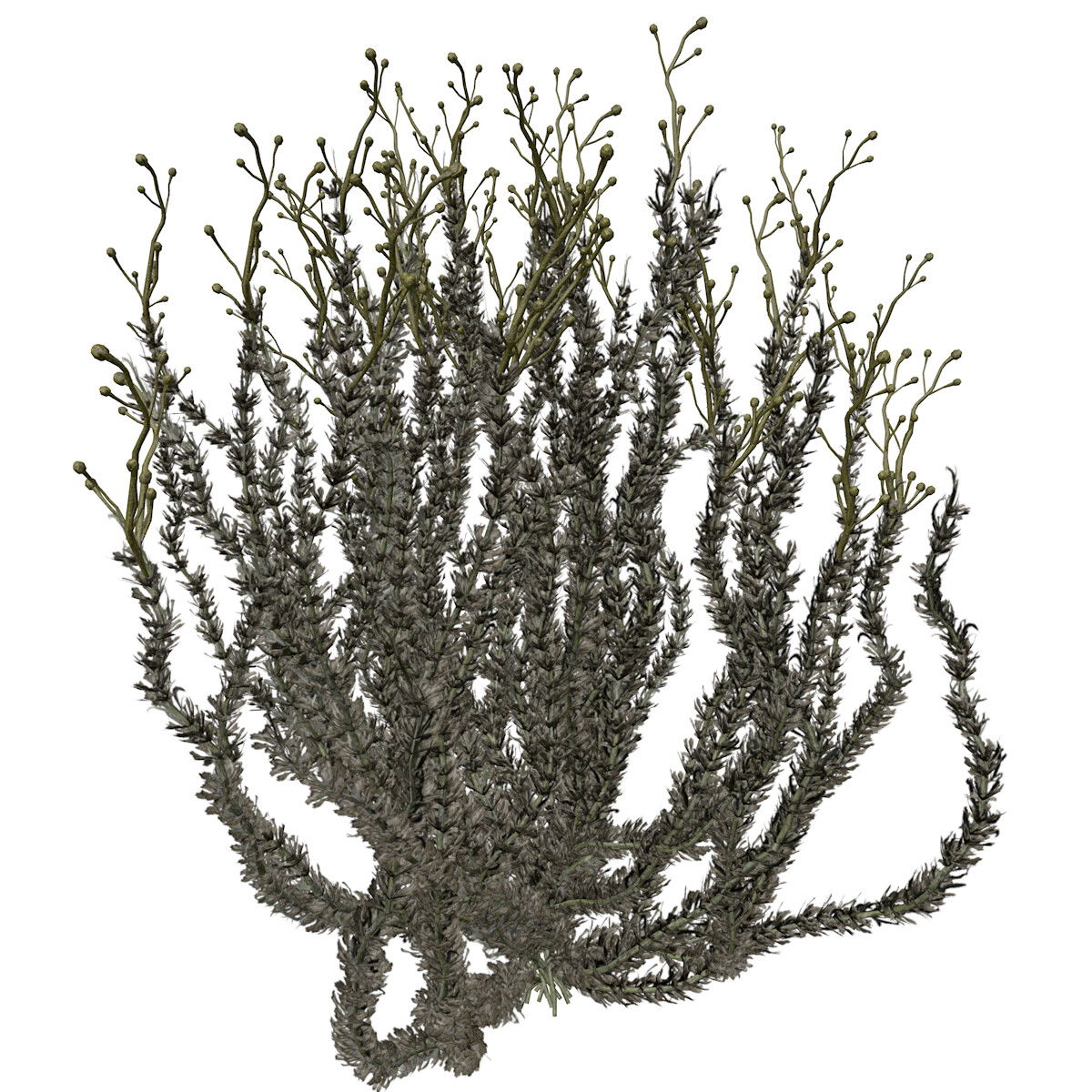 ArtStation - Sagebrush Bush #02 - High Poly Bush (3D Model) | Game Assets