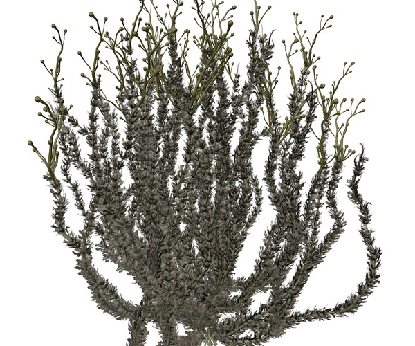 ArtStation - Sagebrush Bush #02 - High Poly Bush (3D Model) | Game Assets