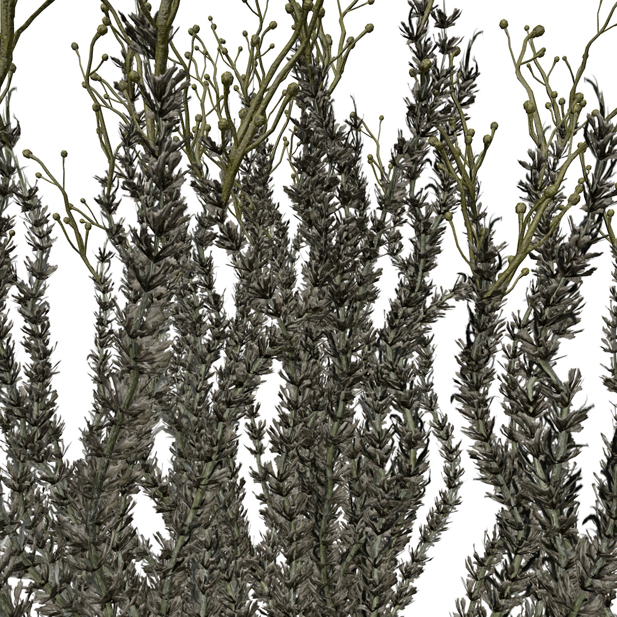 ArtStation - Sagebrush Bush #02 - High Poly Bush (3D Model) | Game Assets