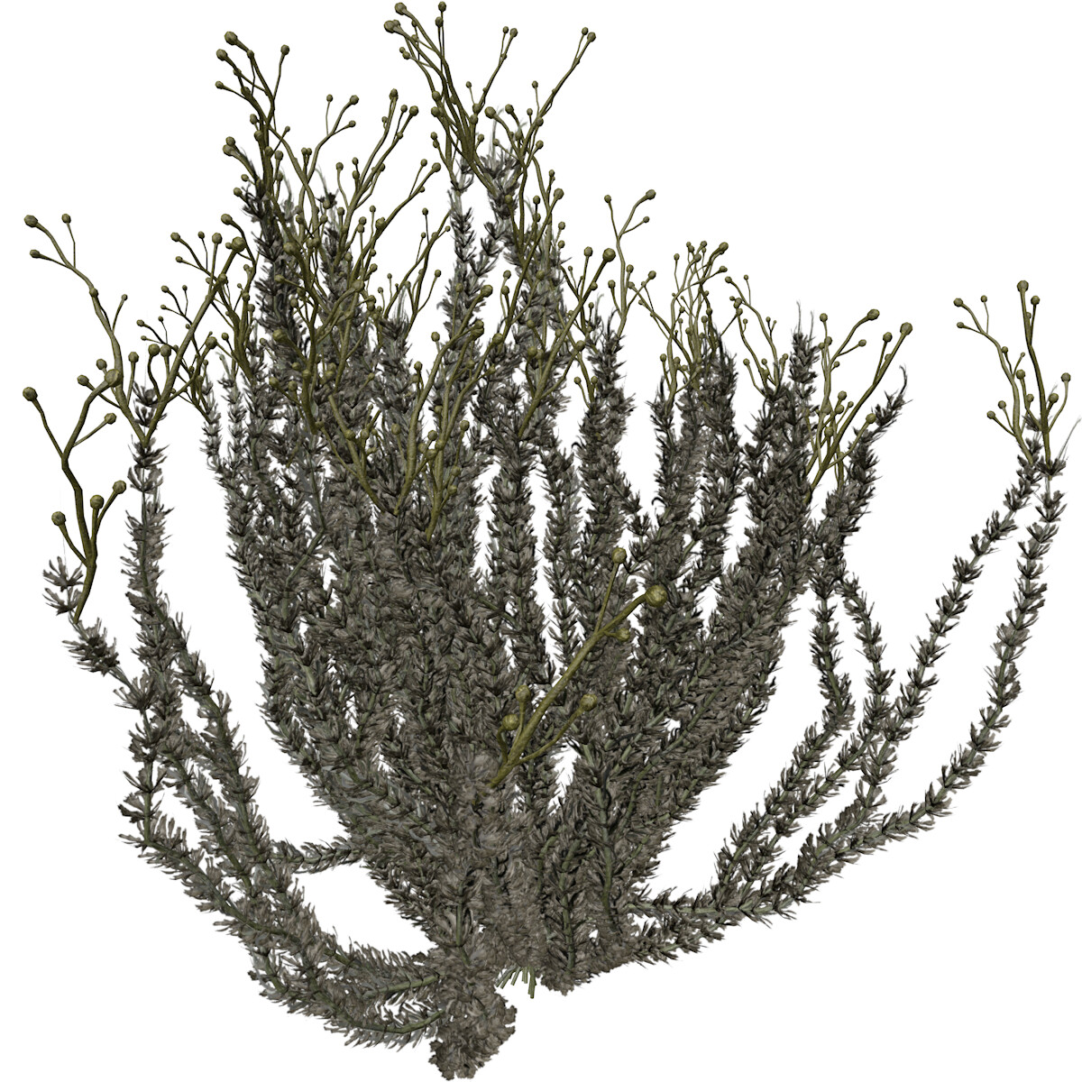 ArtStation - Sagebrush Bush #04 - High Poly Bush (3D Model) | Game Assets