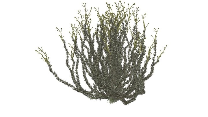 ArtStation - Sagebrush Bush #05 - High Poly Bush (3D Model) | Game Assets