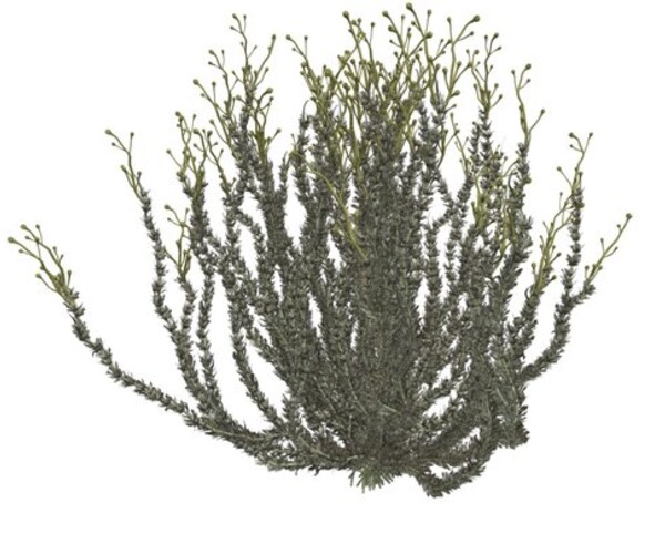 ArtStation - Sagebrush Bush #05 - High Poly Bush (3D Model) | Game Assets