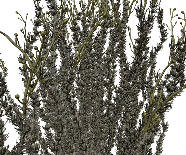 ArtStation - Sagebrush Bush #05 - High Poly Bush (3D Model) | Game Assets