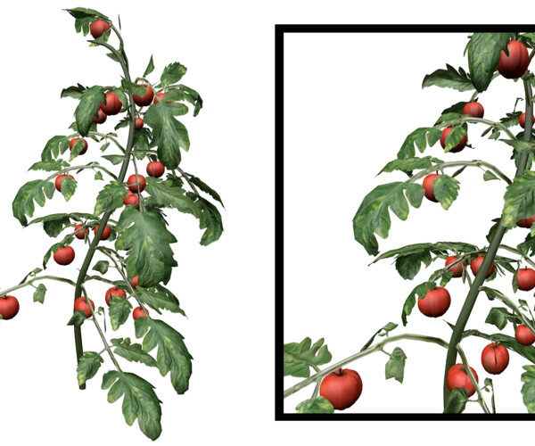 ArtStation - Tomato Plant #01 - High Poly Plant (3D Model) | Game Assets
