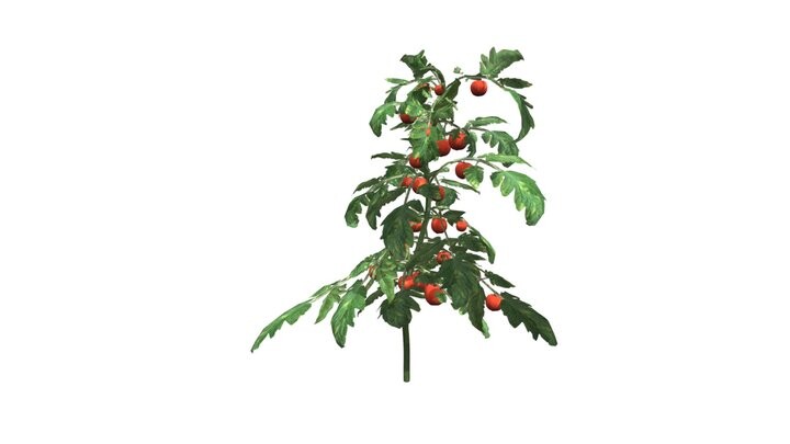 ArtStation - Tomato Plant #02 - High Poly Plant (3D Model) | Game Assets