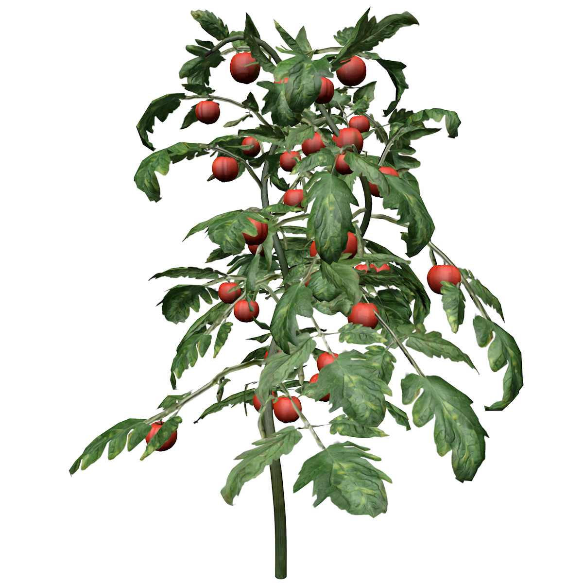 ArtStation - Tomato Plant #03 - High Poly Plant (3D Model) | Game Assets