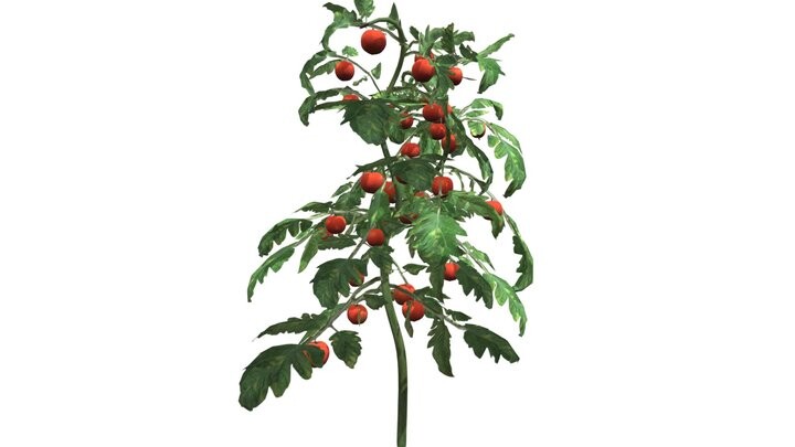 ArtStation - Tomato Plant #03 - High Poly Plant (3D Model) | Game Assets