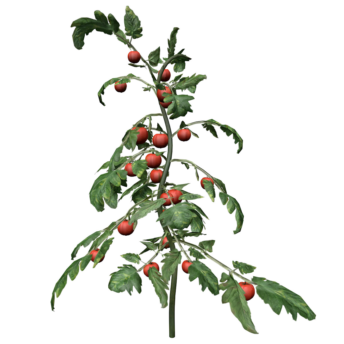 ArtStation - Tomato Plant #04 - High Poly Plant (3D Model) | Game Assets