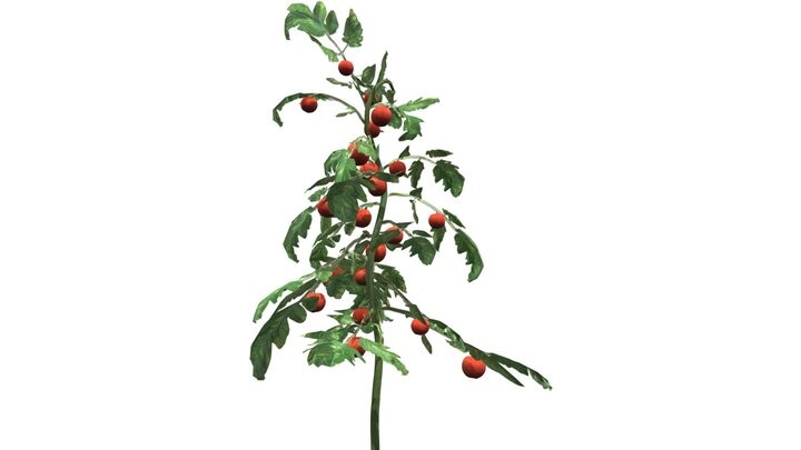 ArtStation - Tomato Plant #04 - High Poly Plant (3D Model) | Game Assets