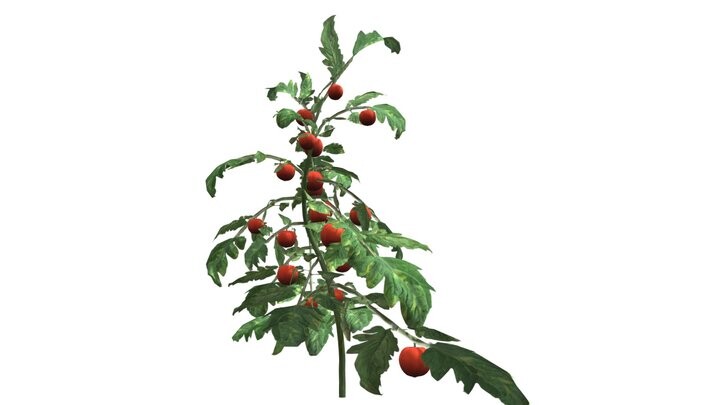 ArtStation - Tomato Plant #05 - High Poly Plant (3D Model) | Game Assets
