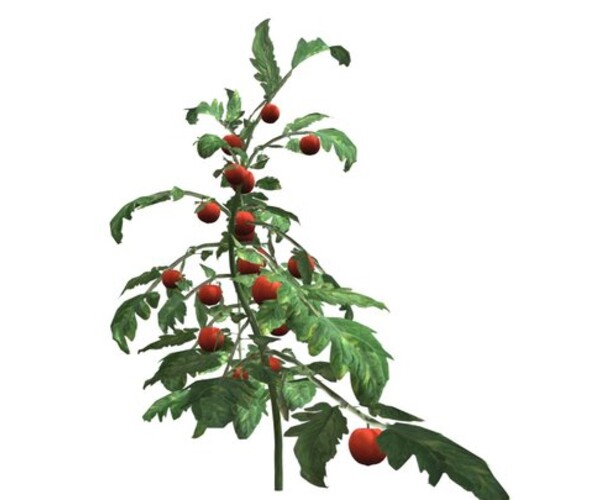 ArtStation - Tomato Plant #05 - High Poly Plant (3D Model) | Game Assets