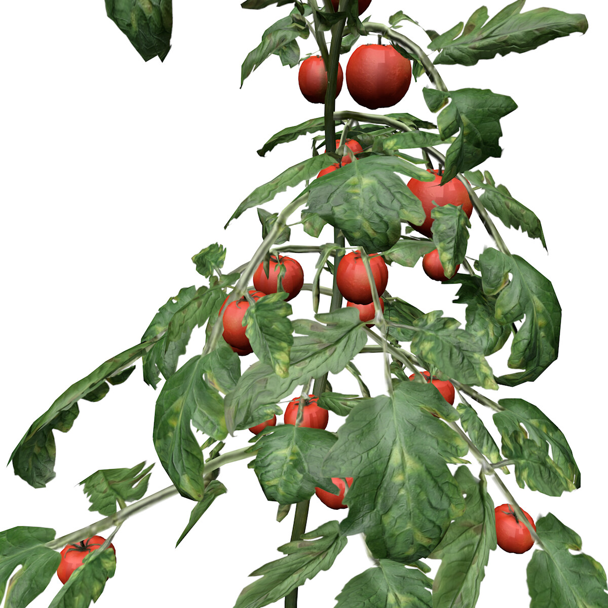 ArtStation - Tomato Plant #05 - High Poly Plant (3D Model) | Game Assets