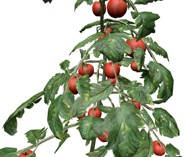 ArtStation - Tomato Plant #05 - High Poly Plant (3D Model) | Game Assets
