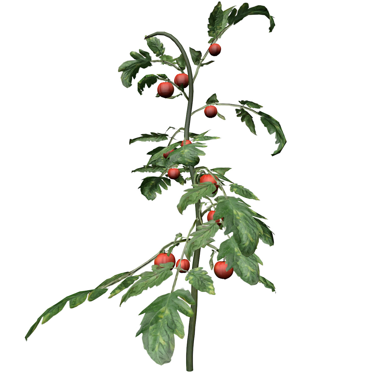 ArtStation - Tomato Plant #06 - High Poly Plant (3D Model) | Game Assets