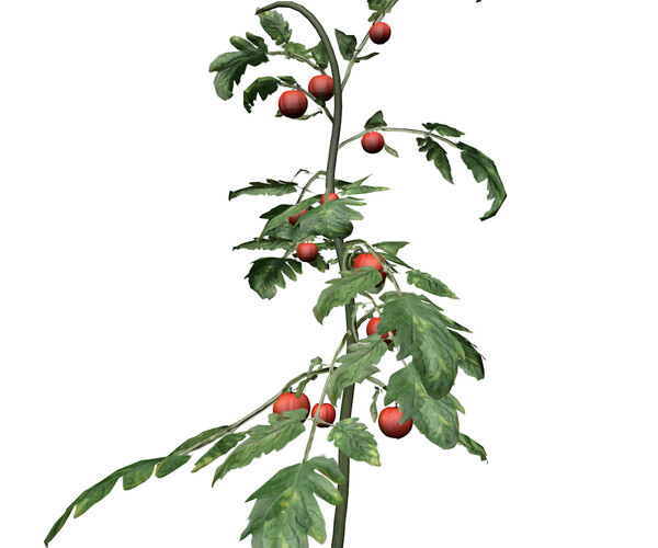 ArtStation - Tomato Plant #06 - High Poly Plant (3D Model) | Game Assets