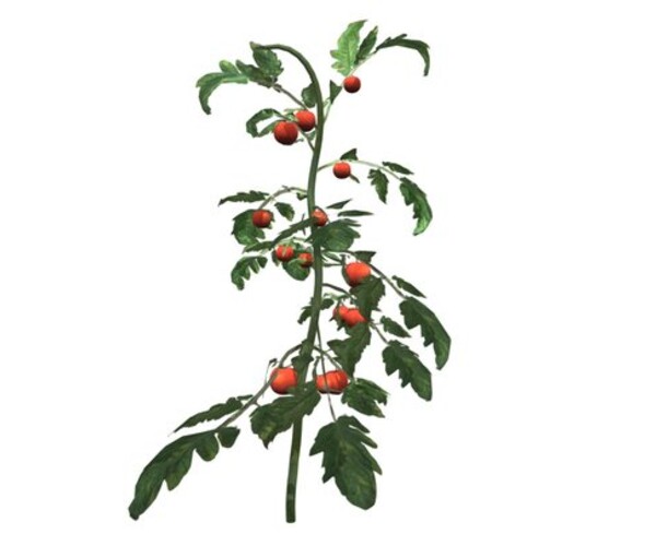 ArtStation - Tomato Plant #06 - High Poly Plant (3D Model) | Game Assets