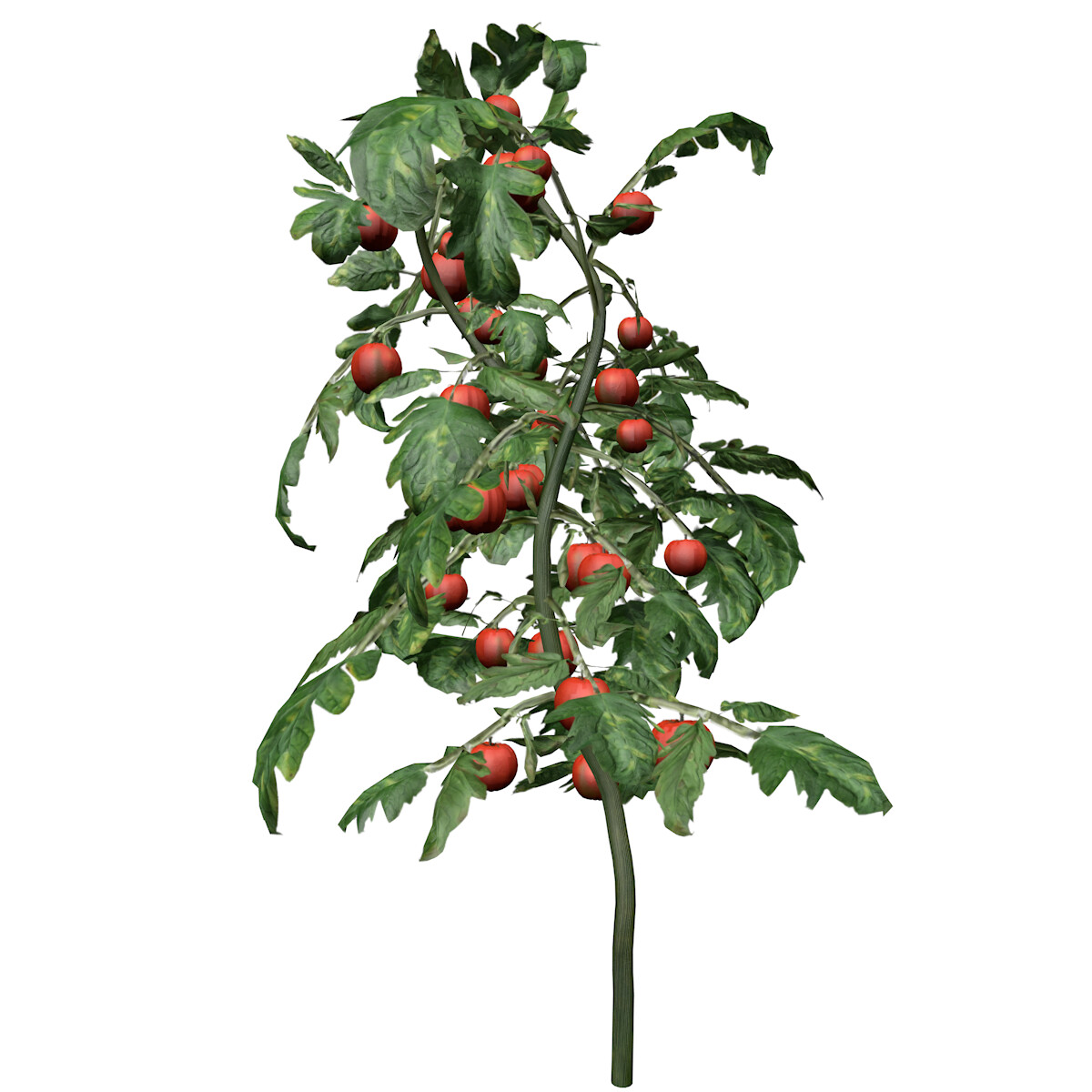 ArtStation - Tomato Plant #07 - High Poly Plant (3D Model) | Game Assets