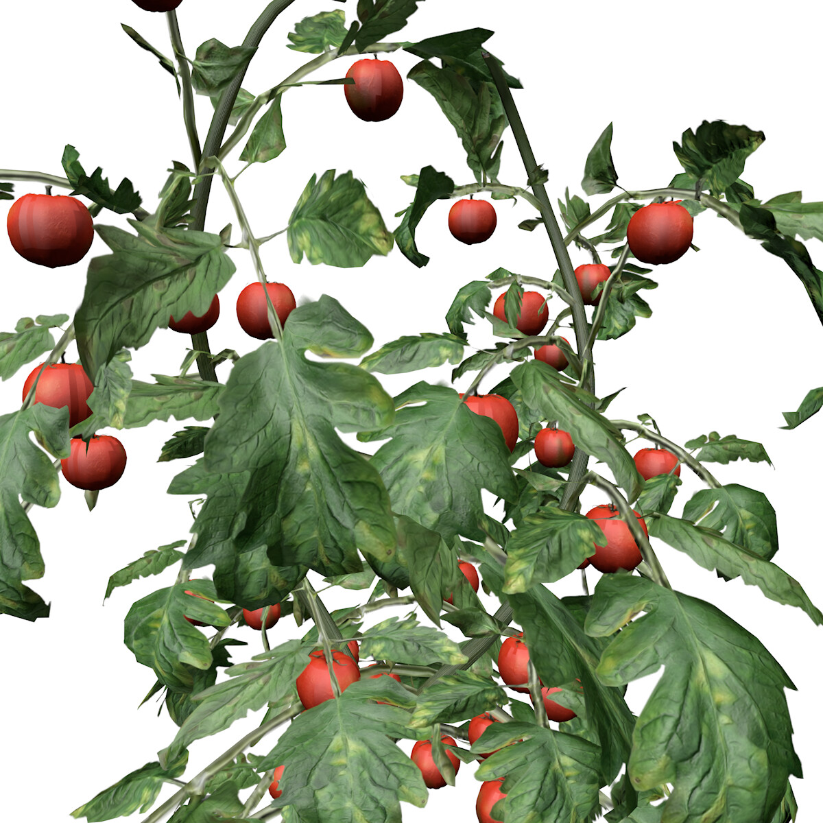 ArtStation - Tomato Plant #09 - High Poly Plant (3D Model) | Game Assets