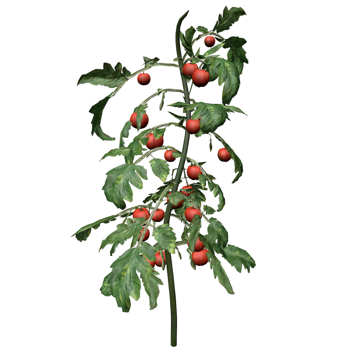 ArtStation - Tomato Plant #10 - High Poly Plant (3D Model) | Game Assets