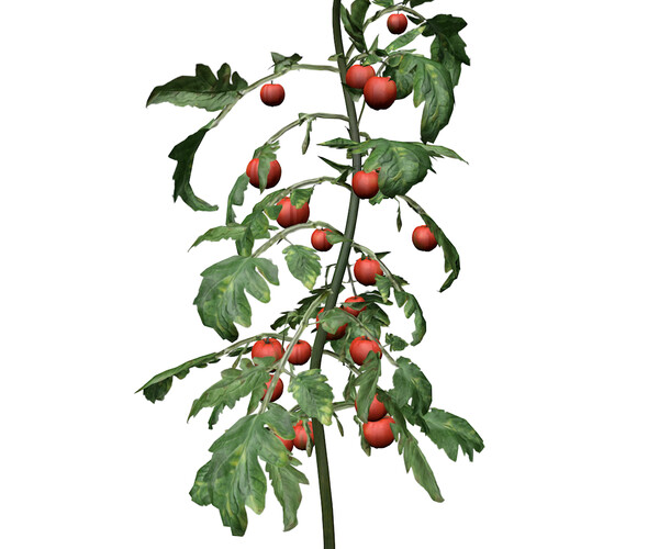 ArtStation - Tomato Plant #10 - High Poly Plant (3D Model) | Game Assets