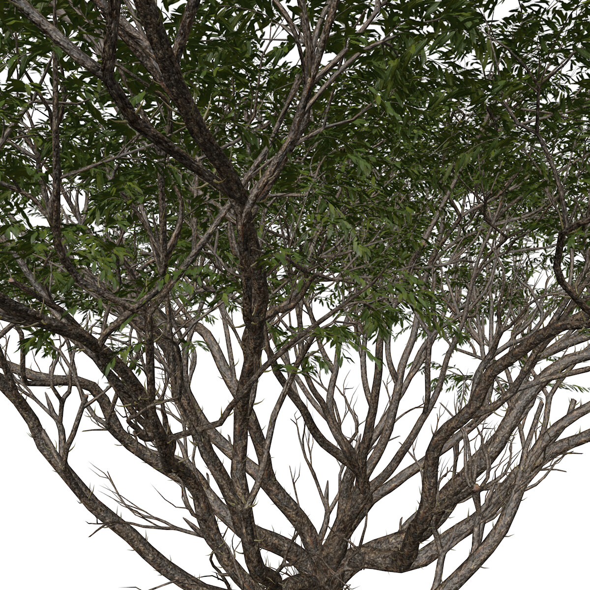 ArtStation - Acacia Tree #02 - High Poly Tree (3D Model) | Game Assets