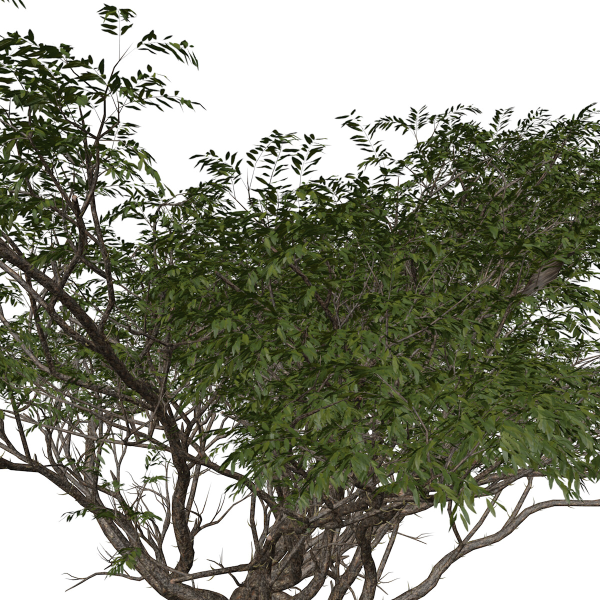 ArtStation - Acacia Tree #04 - High Poly Tree (3D Model) | Game Assets