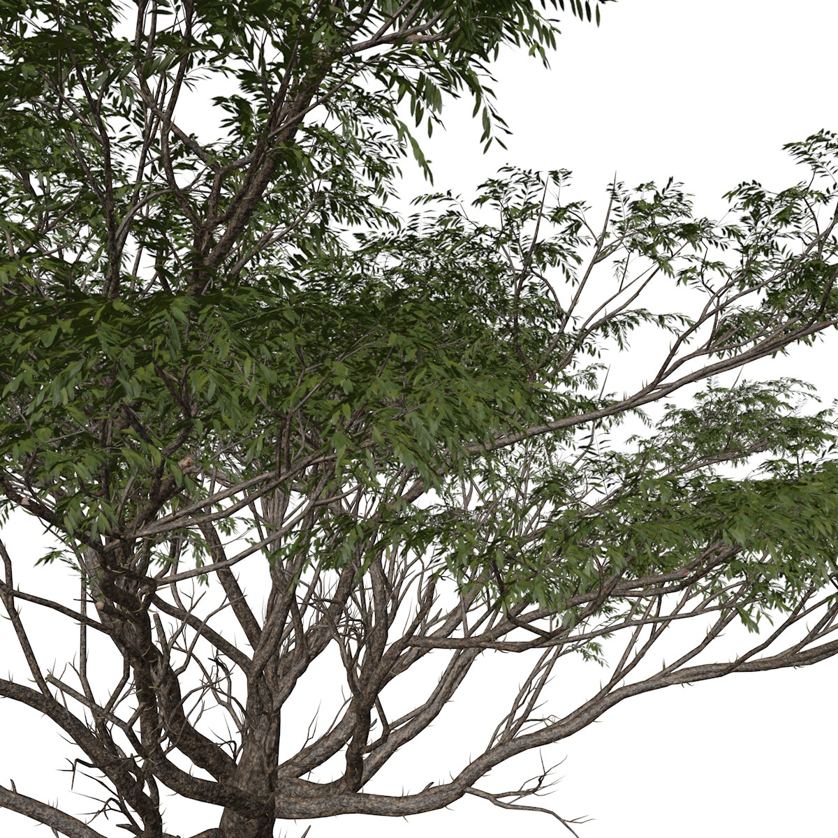ArtStation - Acacia Tree #07 - High Poly Tree (3D Model) | Game Assets