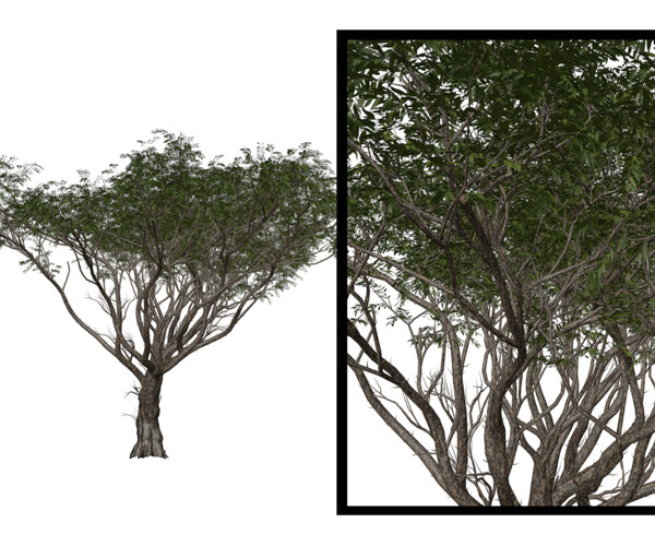 ArtStation - Acacia Tree #08 - High Poly Tree (3D Model) | Game Assets