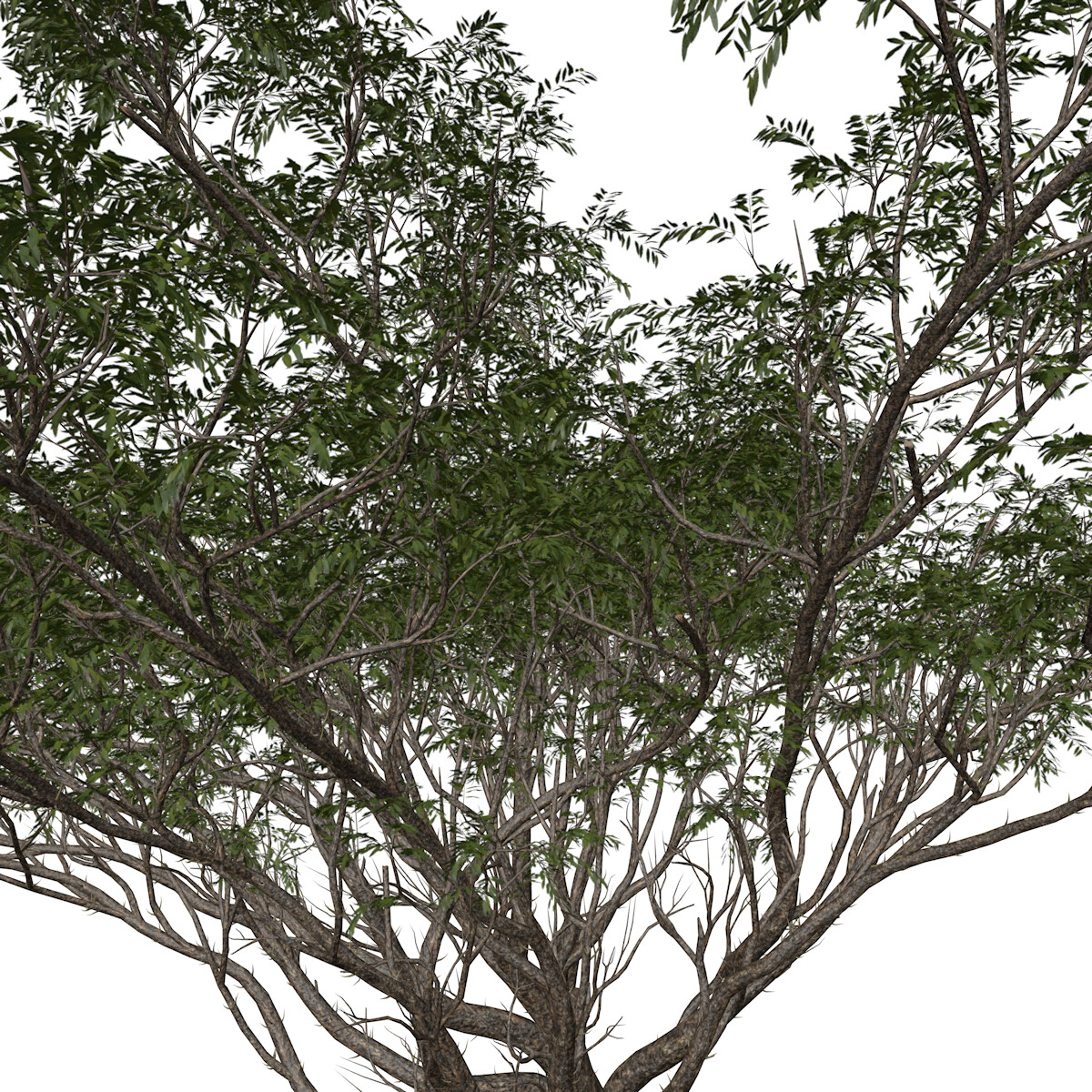 ArtStation - Acacia Tree #10 - High Poly Tree (3D Model) | Game Assets