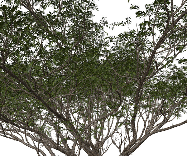 ArtStation - Acacia Tree #10 - High Poly Tree (3D Model) | Game Assets