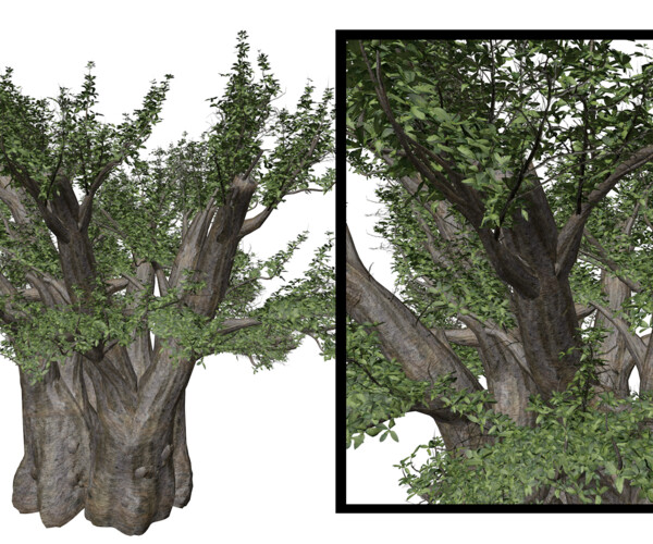 ArtStation - African Baobab Tree #07 - High Poly Tree (3D Model) | Game ...