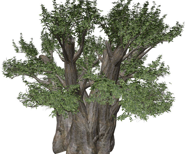 ArtStation - African Baobab Tree #10 - High Poly Tree (3D Model) | Game ...
