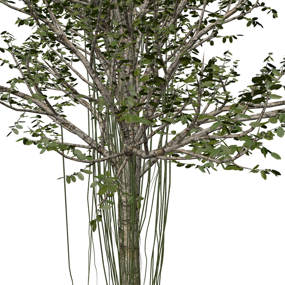 ArtStation - Agarwood Tree #05 - High Poly Tree (3D Model) | Game Assets