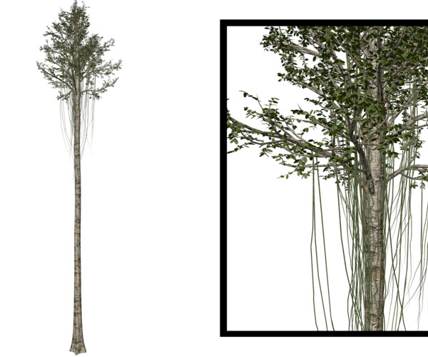 ArtStation - Agarwood Tree #06 - High Poly Tree (3D Model) | Game Assets