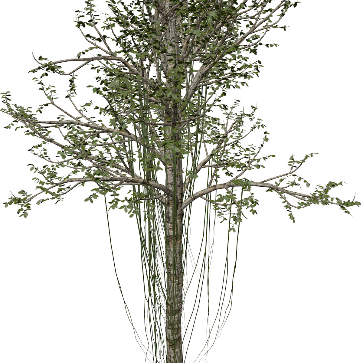 ArtStation - Agarwood Tree #07 - High Poly Tree (3D Model) | Game Assets