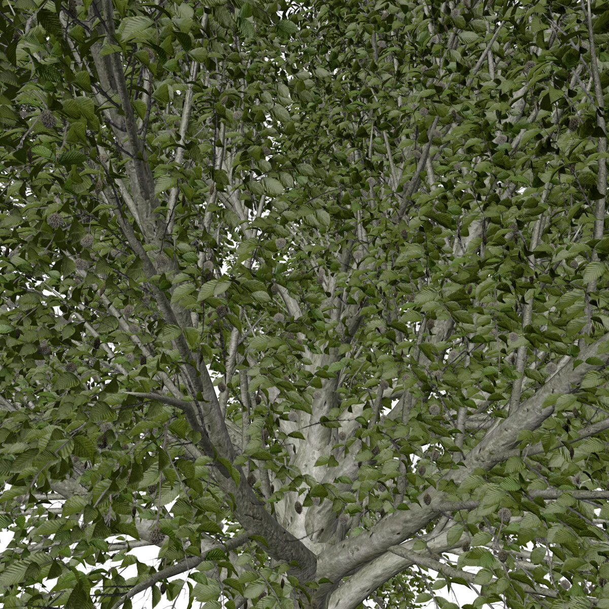 ArtStation - American Beech Tree #02 - High Poly Tree (3D Model) | Game ...