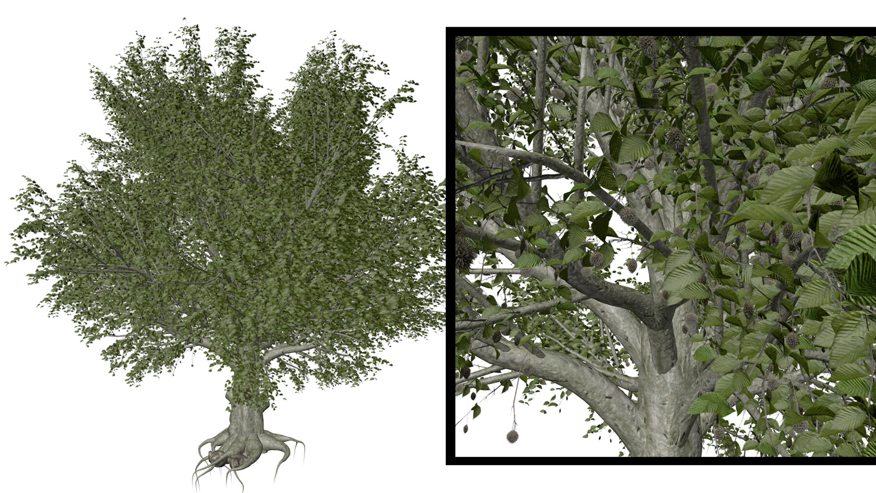 ArtStation - American Beech Tree #04 - High Poly Tree (3D Model) | Game ...