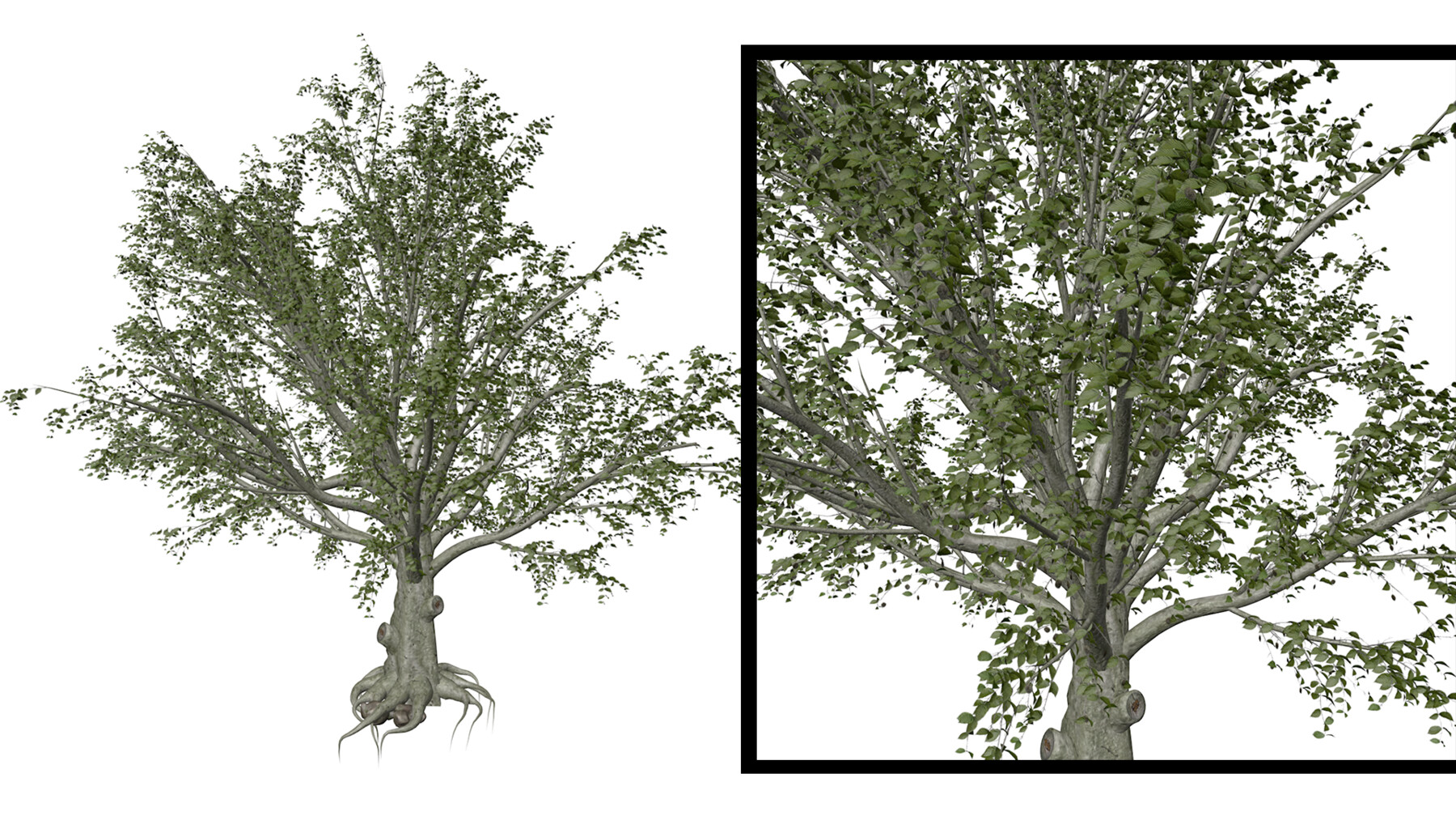 ArtStation - American Beech Tree #06 - High Poly Tree (3D Model) | Game ...