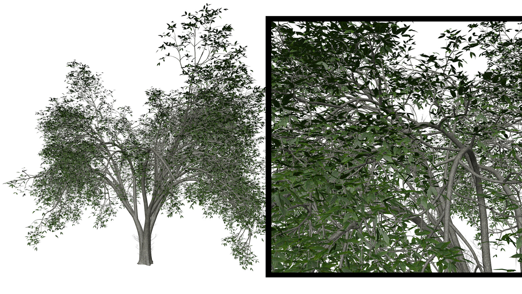 ArtStation - American Elm Tree #02 - High Poly Tree (3D Model) | Game Assets