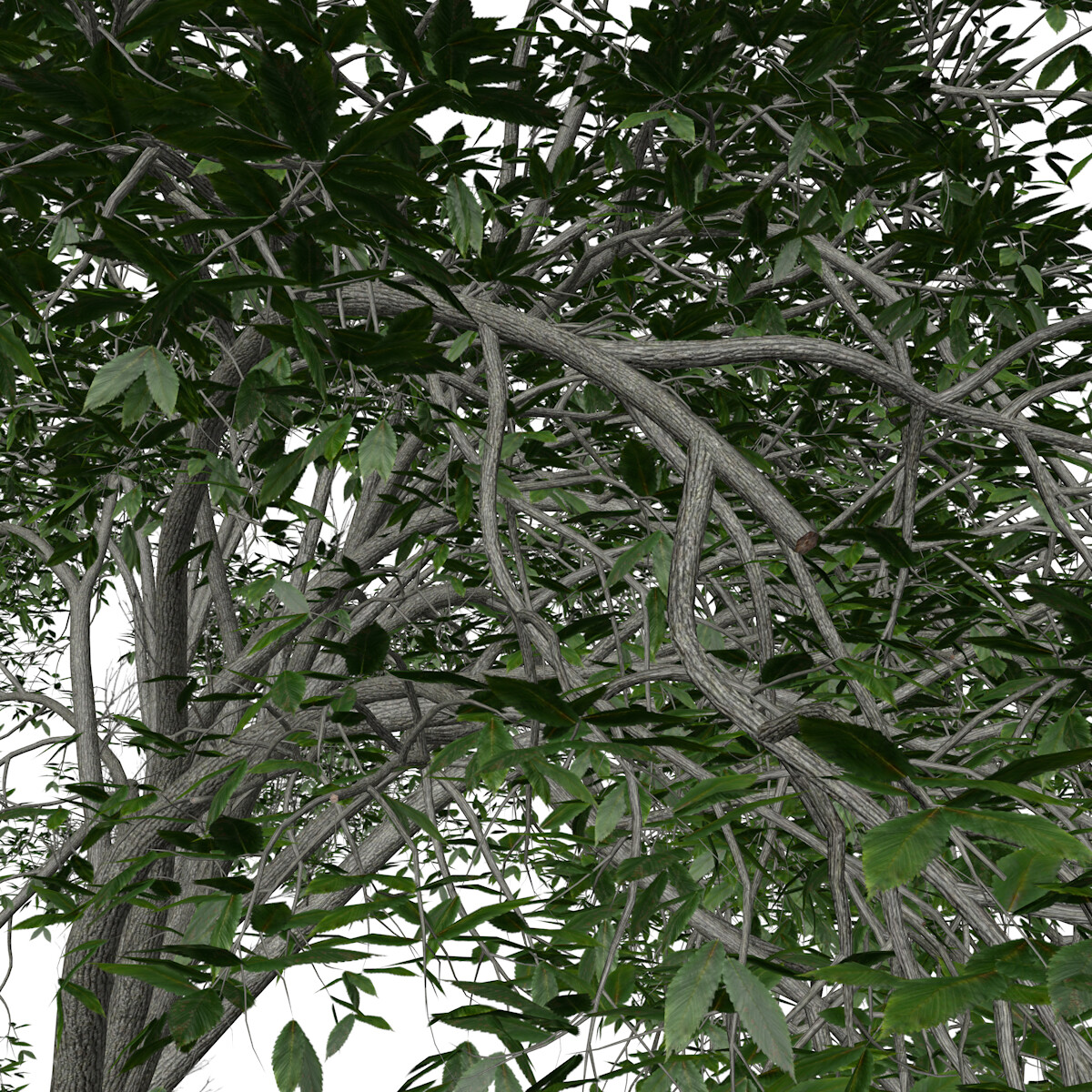 ArtStation - American Elm Tree #04 - High Poly Tree (3D Model) | Game ...