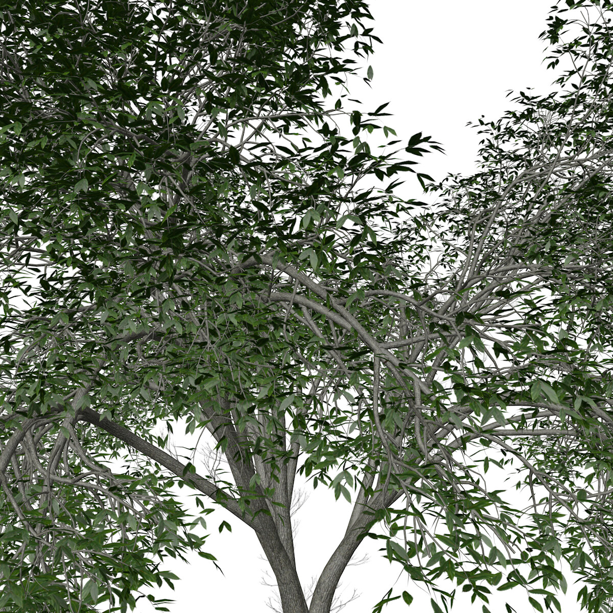 ArtStation - American Elm Tree #07 - High Poly Tree (3D Model) | Game ...