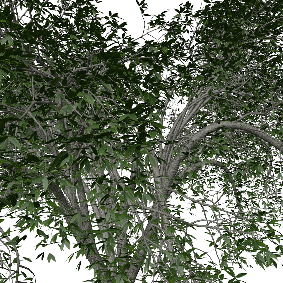 ArtStation - American Elm Tree #10 - High Poly Tree (3D Model) | Game ...
