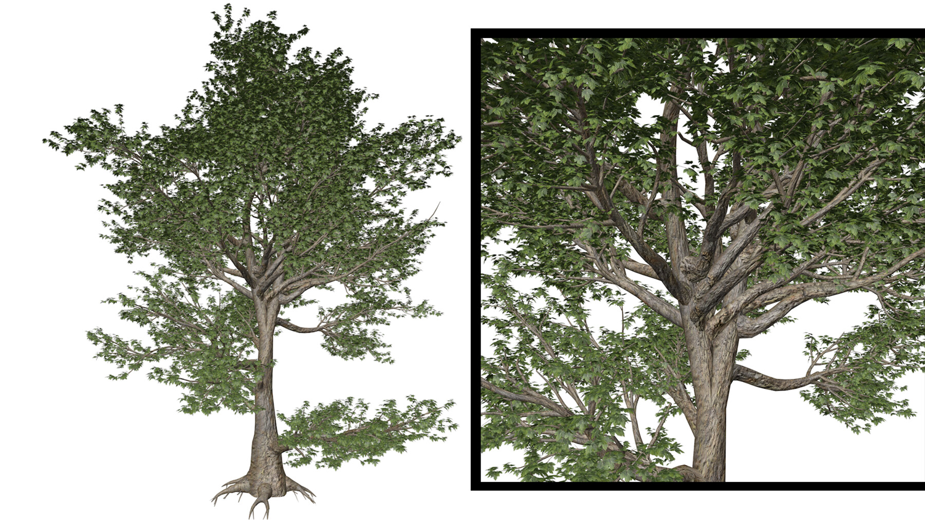 ArtStation - American Sycamore Tree #02 - High Poly Tree (3D Model ...