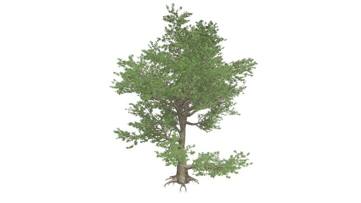 ArtStation - American Sycamore Tree #02 - High Poly Tree (3D Model ...